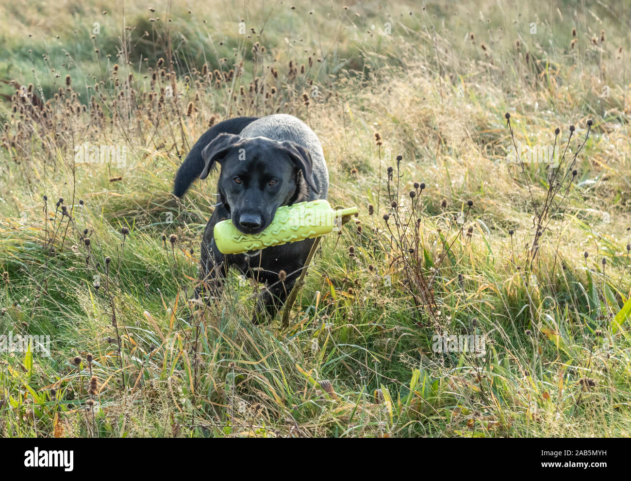 Working black labrador retriever hi-res stock photography and images ...