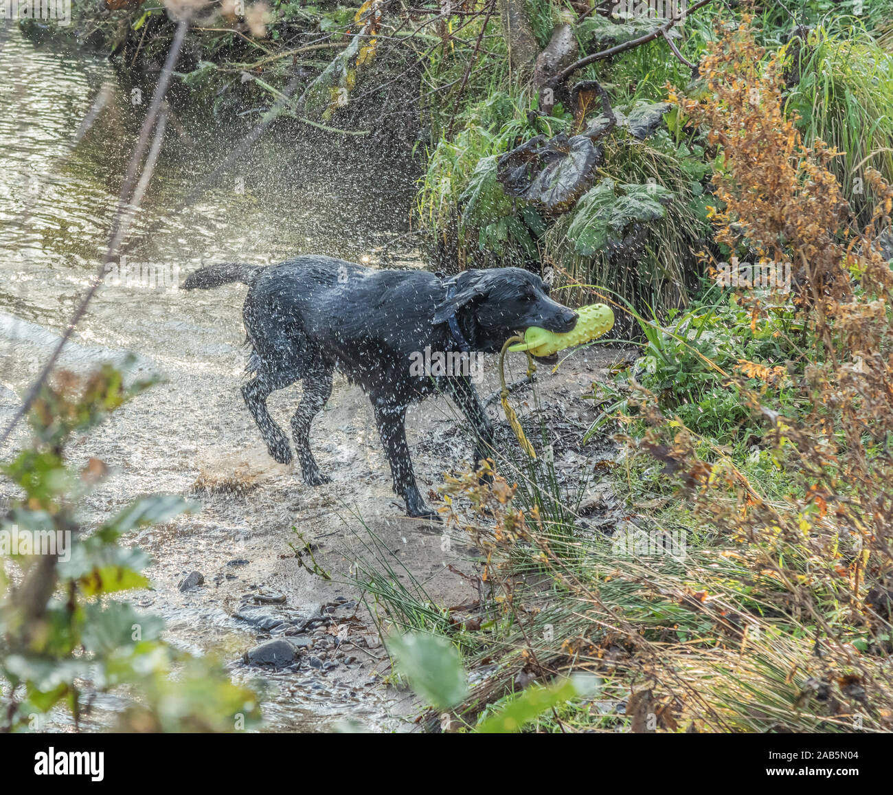 Labrador In Water High Resolution Stock Photography and Images - Alamy