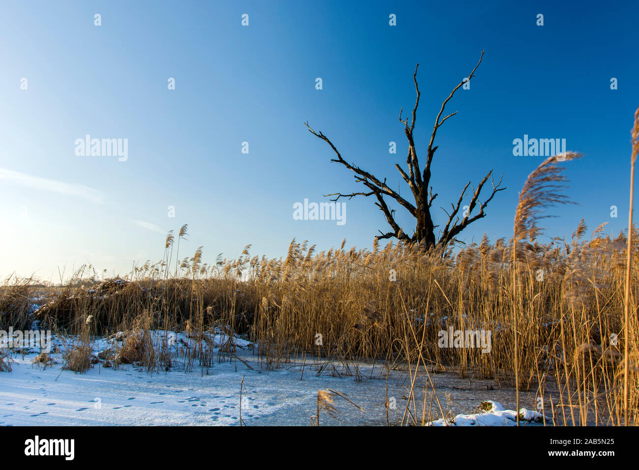 Dead branches tree old hi-res stock photography and images - Alamy