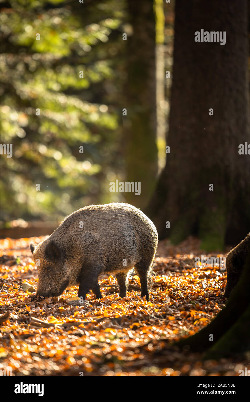 Wild Boar Or Sus Scrofa, Also Known As The Wild Swine, Eurasian Wild ...