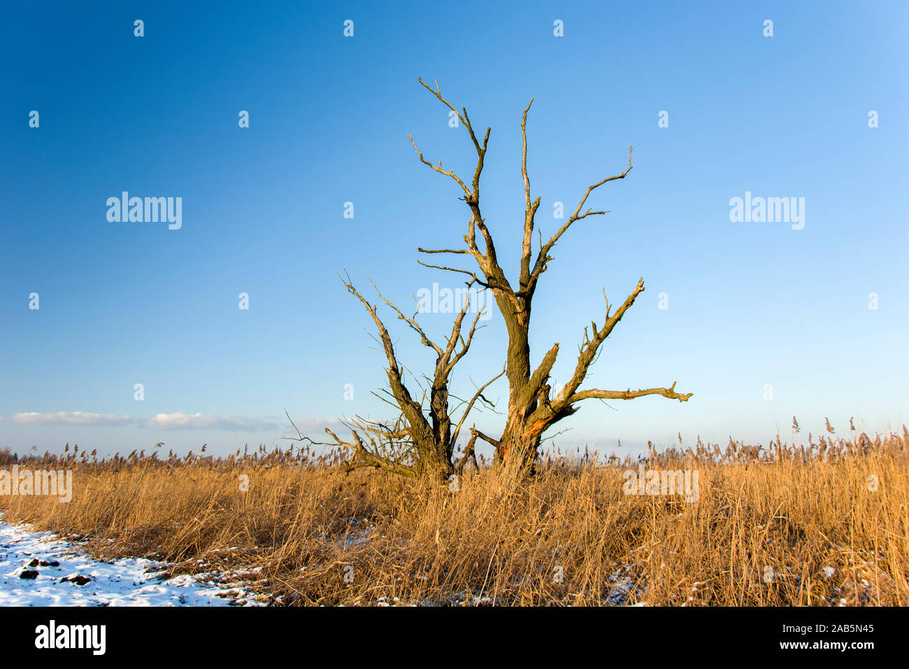 Big dead tree Stock Photo - Alamy