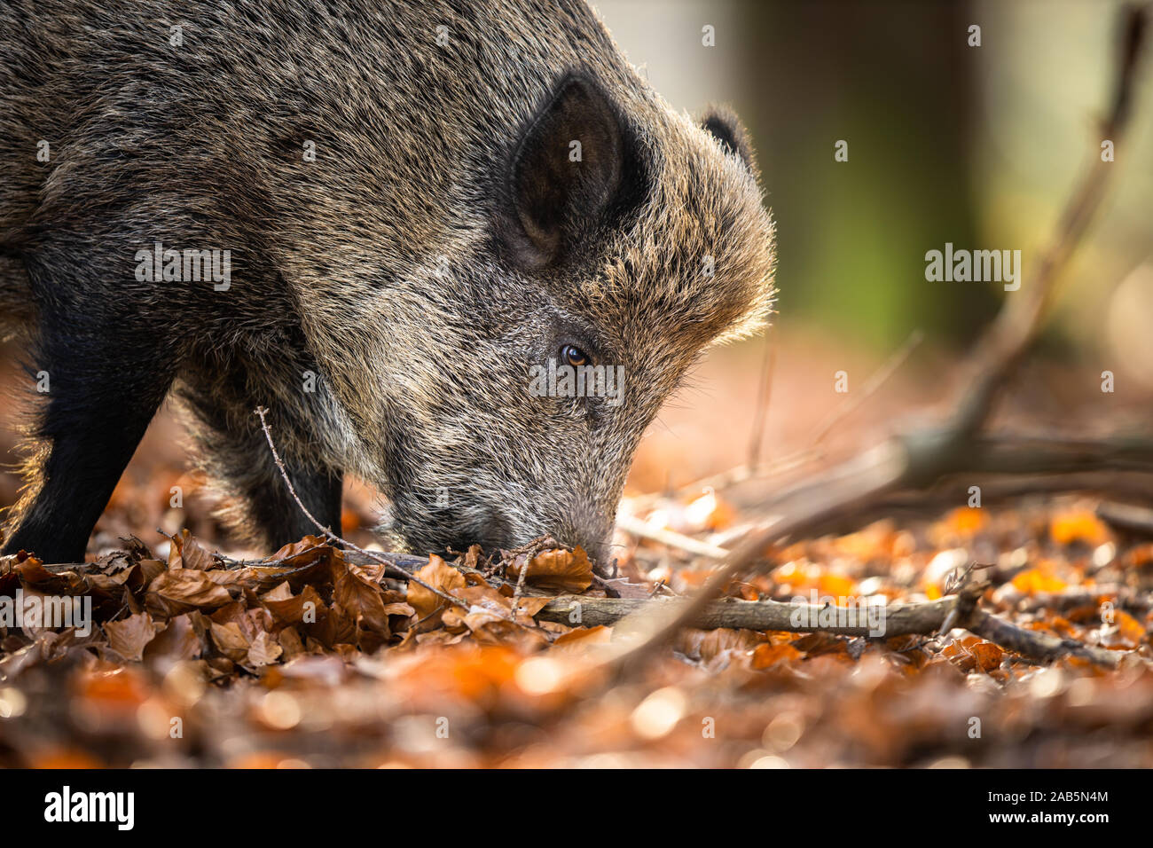Wild Boar Or Sus Scrofa, Also Known As The Wild Swine, Eurasian Wild ...