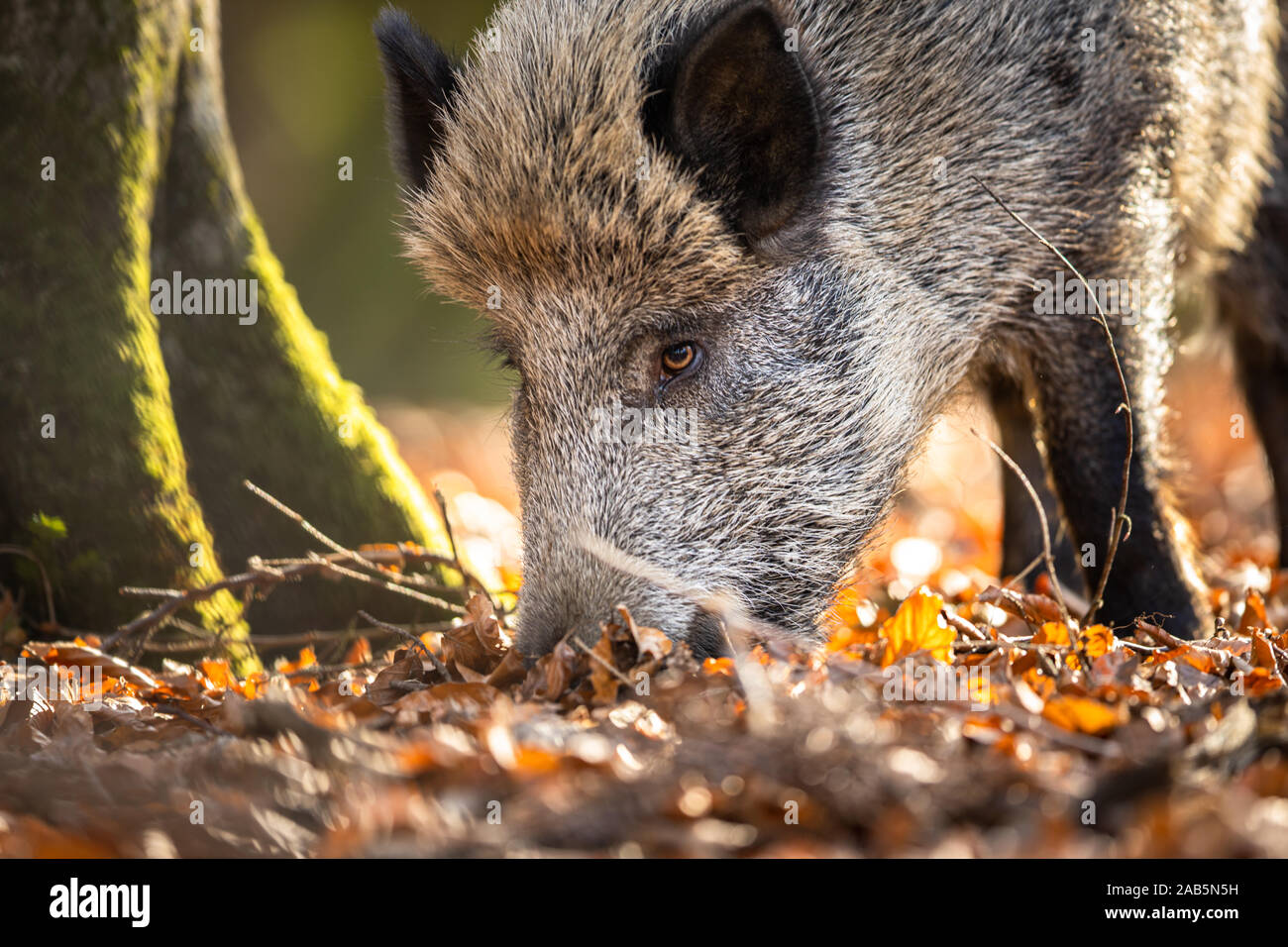 Wild Boar Or Sus Scrofa, Also Known As The Wild Swine, Eurasian Wild ...