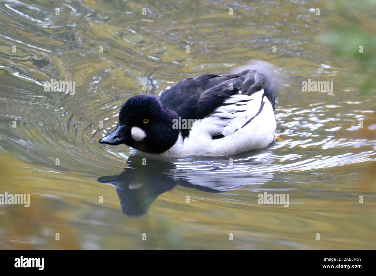 Goldeneye Duck at the WWT London Wetland Centre, Queen Elizabeth's Walk ...