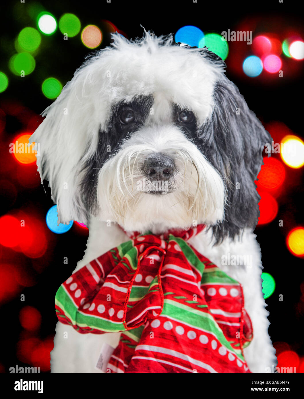 Furball dog hi-res stock photography and images - Alamy
