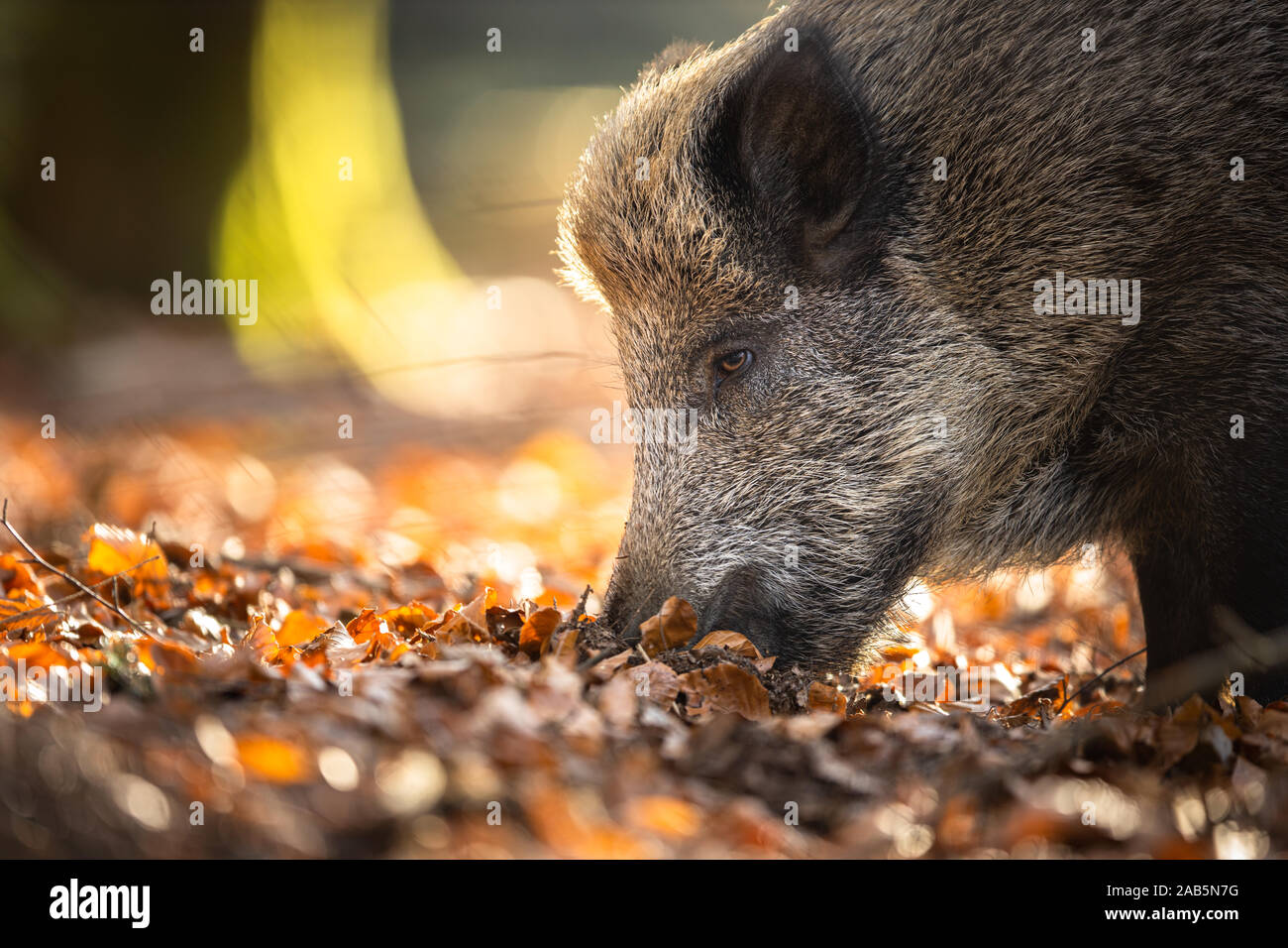 Wild Boar Or Sus Scrofa, Also Known As The Wild Swine, Eurasian Wild ...