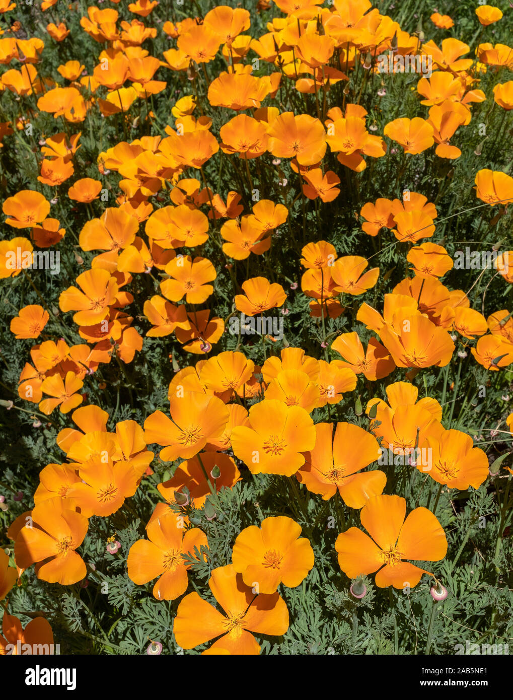 California poppies in full bloom hi-res stock photography and images ...