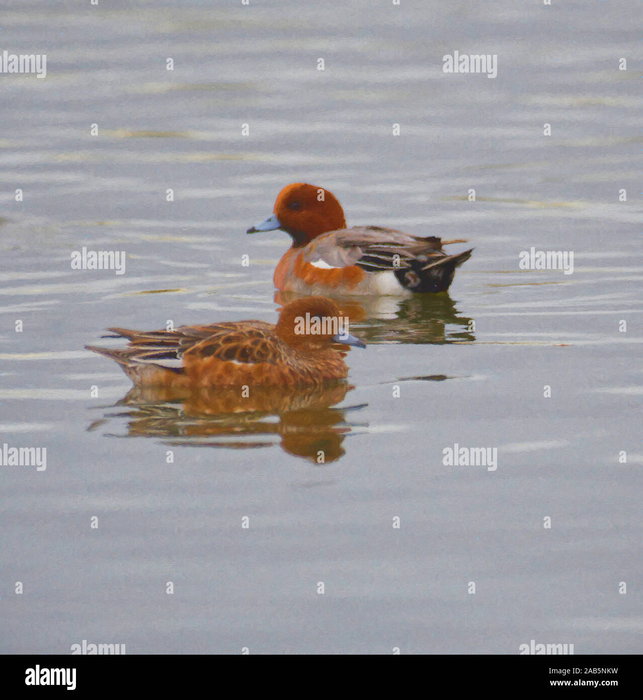 Eurasian wigeon bird hi-res stock photography and images - Alamy