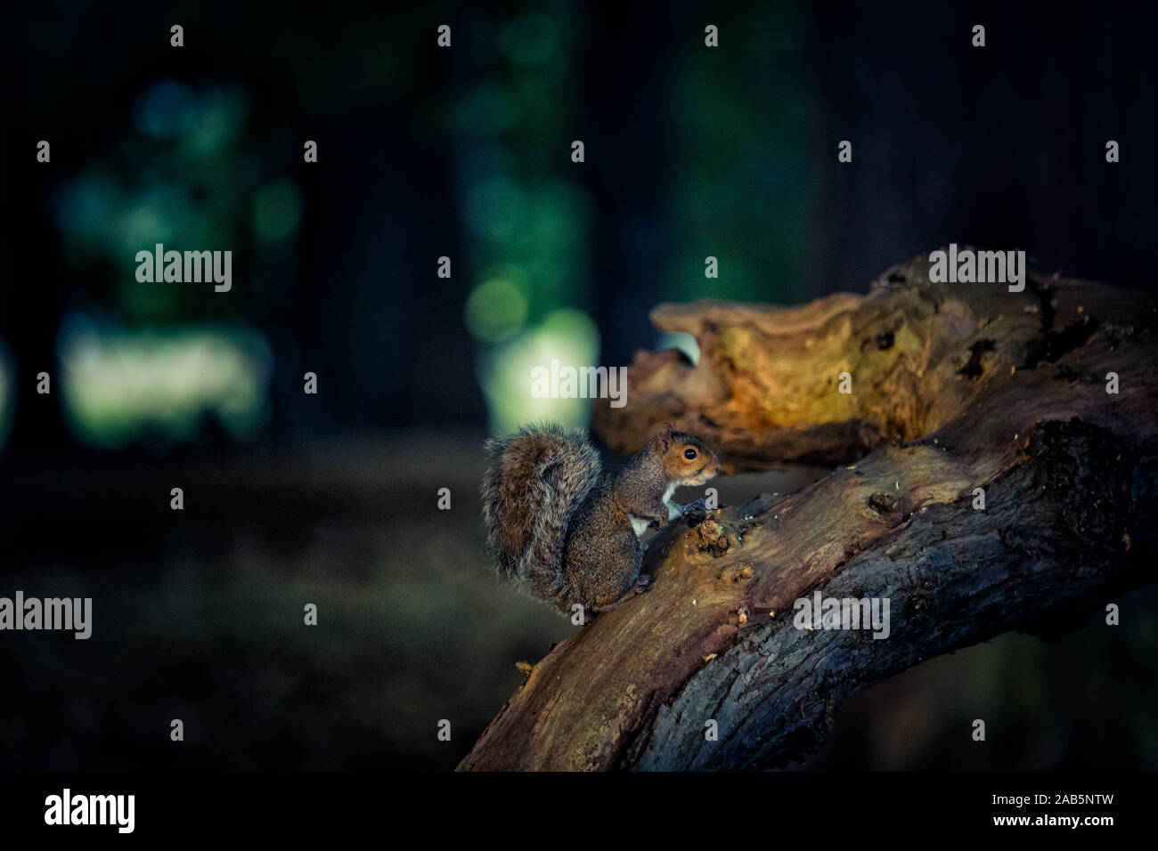 City park people squirrels hi-res stock photography and images - Alamy