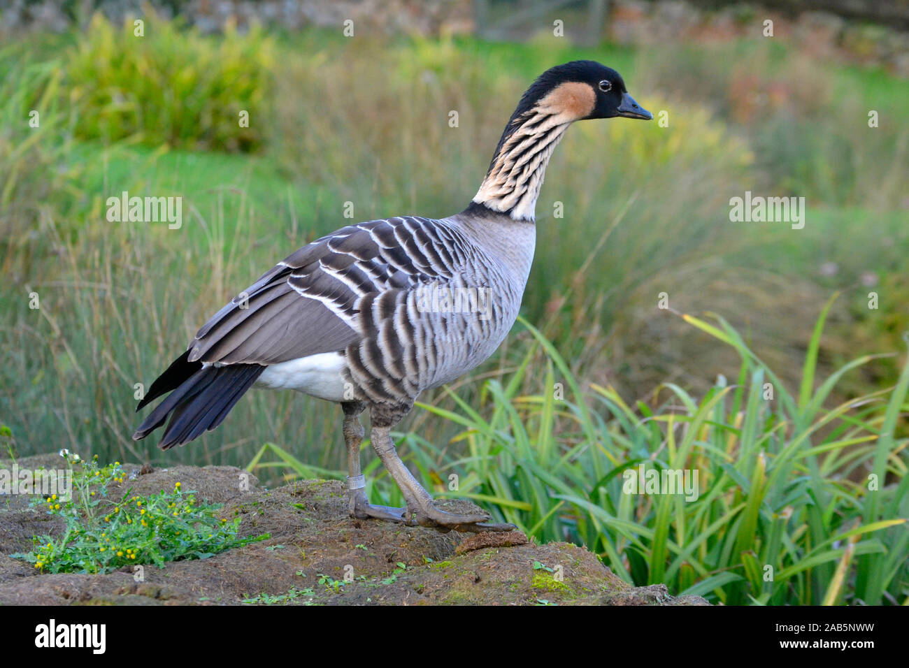 Hawaiian Goose at WWT London Wetland Centre, Queen Elizabeth's Walk ...