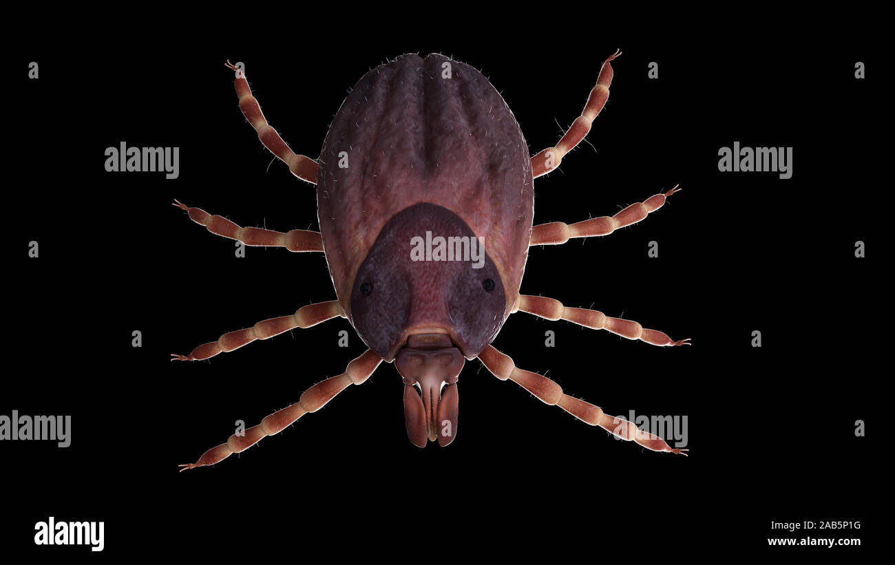 3d rendered illustration of a hyalomma tick Stock Photo - Alamy