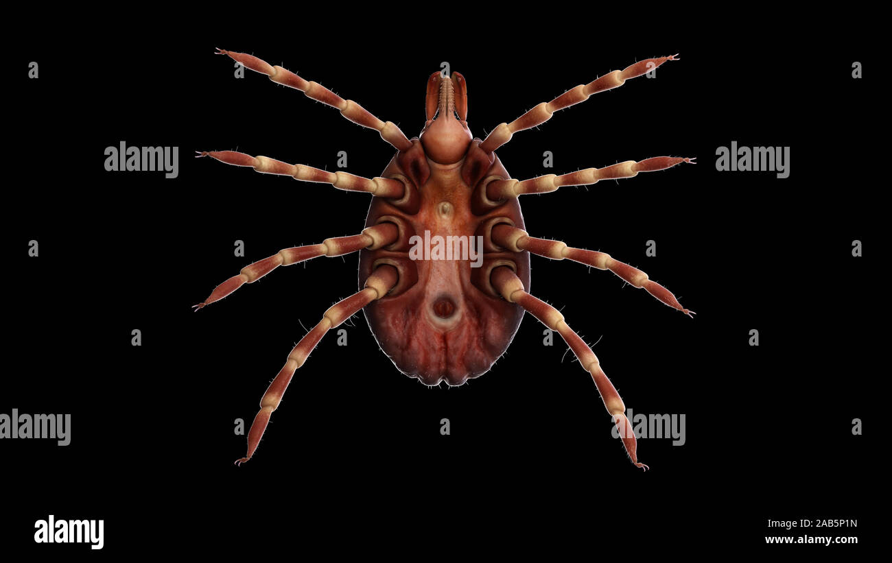Hyalomma Tick High Resolution Stock Photography and Images - Alamy