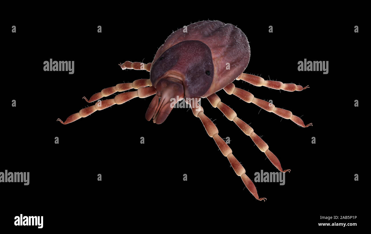 3d rendered illustration of a hyalomma tick Stock Photo - Alamy