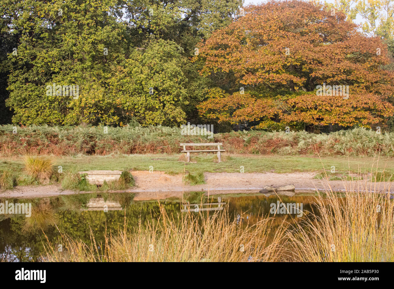 Thinking bench overlooking a pond in Richmond Park (London) during the ...