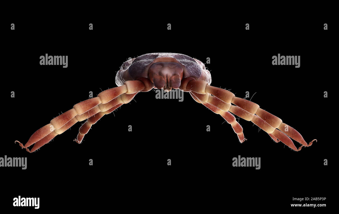 3d rendered illustration of a hyalomma tick Stock Photo - Alamy
