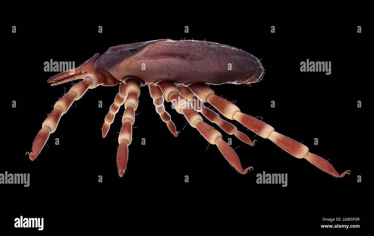 Hyalomma hi-res stock photography and images - Alamy