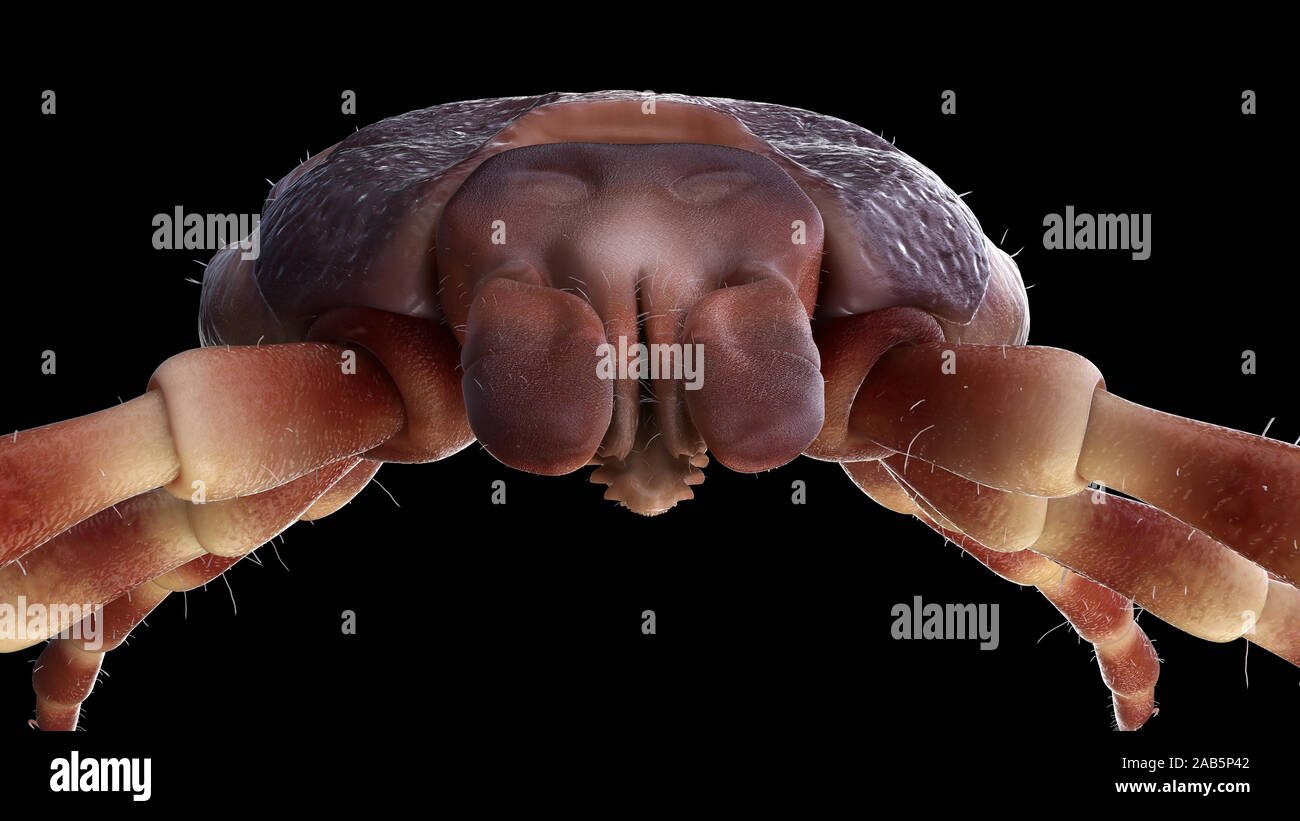 3d rendered illustration of a hyalomma tick Stock Photo - Alamy