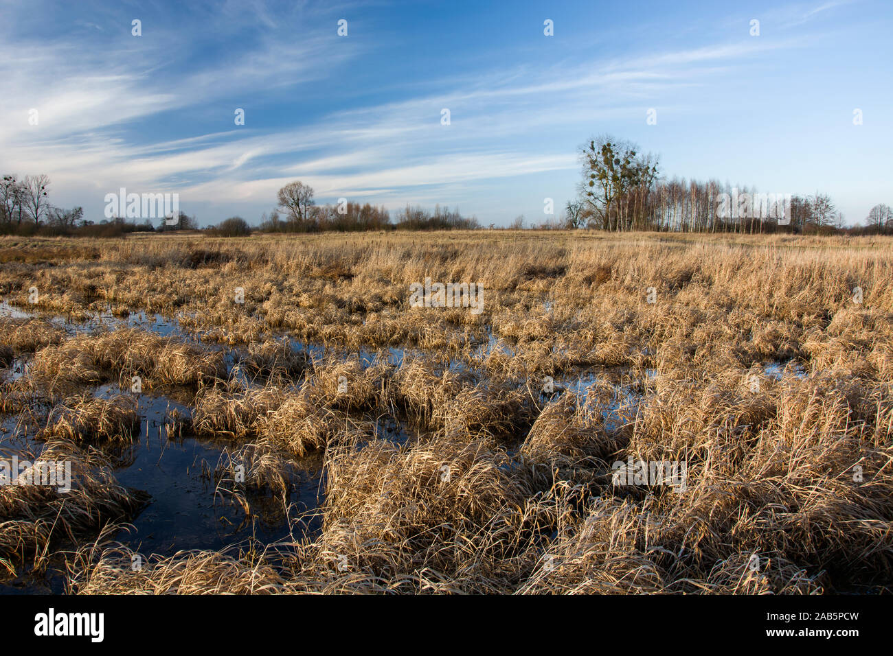 Wild swamp flooded with water and the clouds in the sky Stock Photo - Alamy