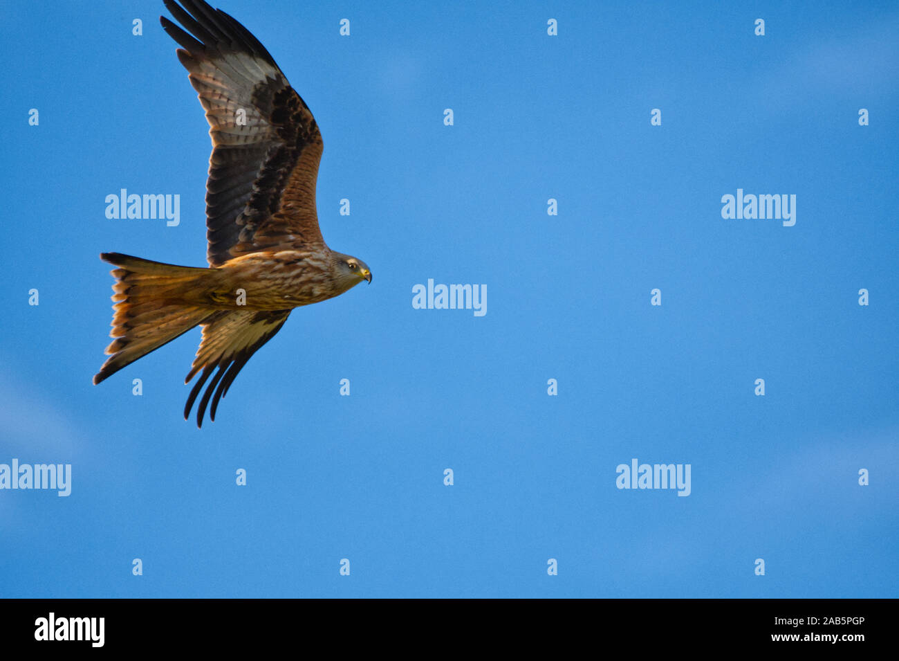Red Kite In-flight Stock Photo - Alamy
