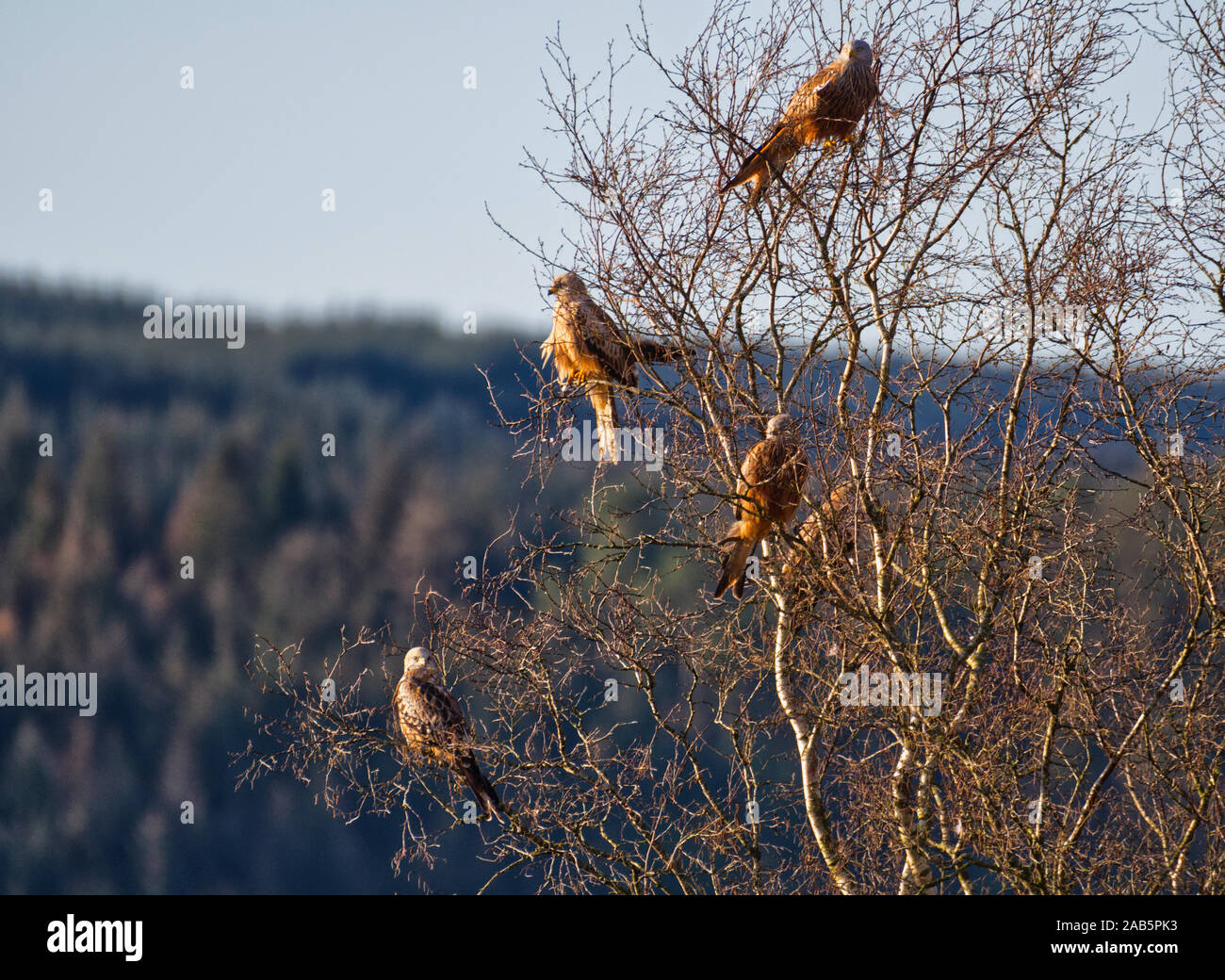 Red kite in flight hi-res stock photography and images - Alamy