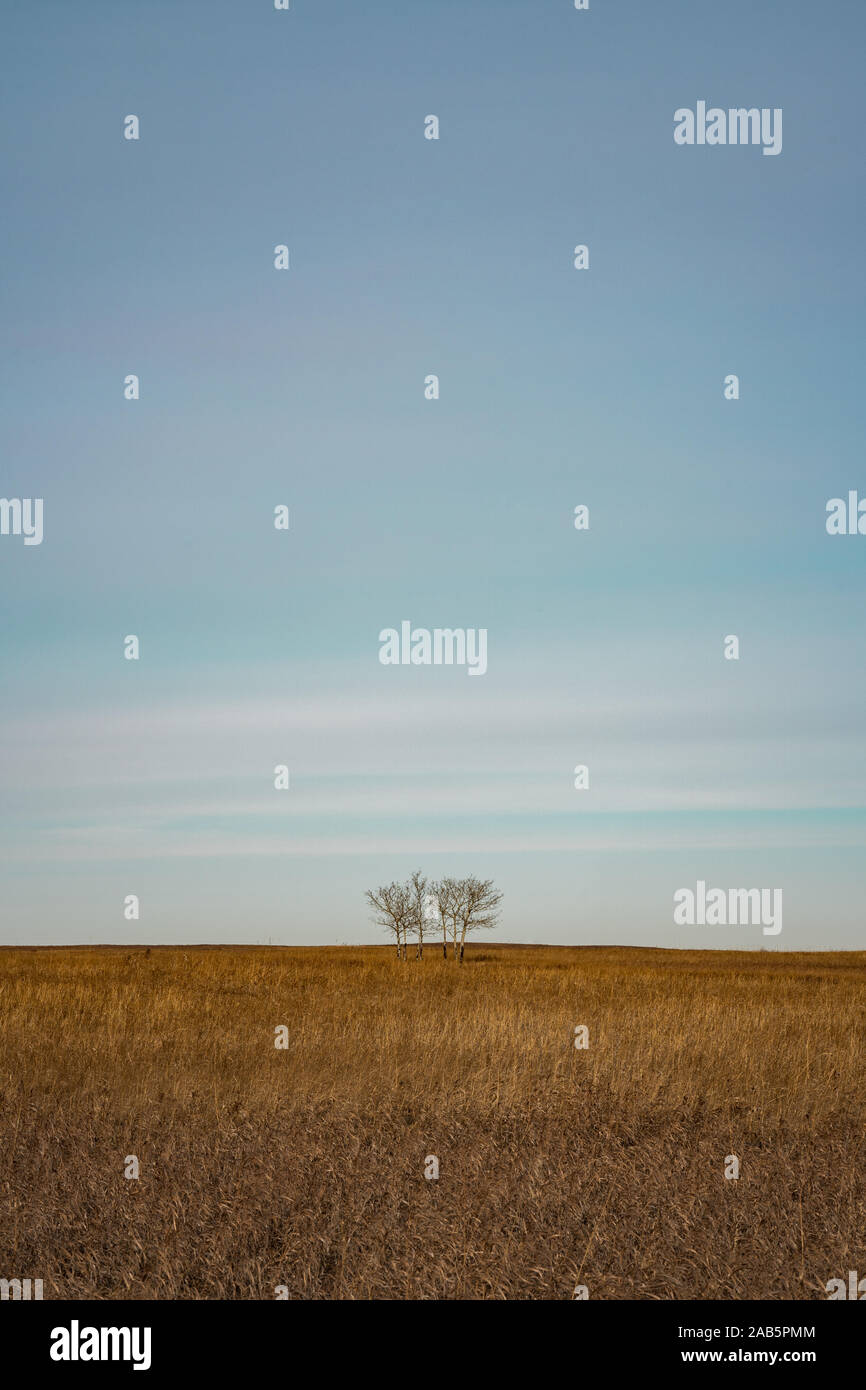 minimalist lone tree in field during fall Stock Photo - Alamy