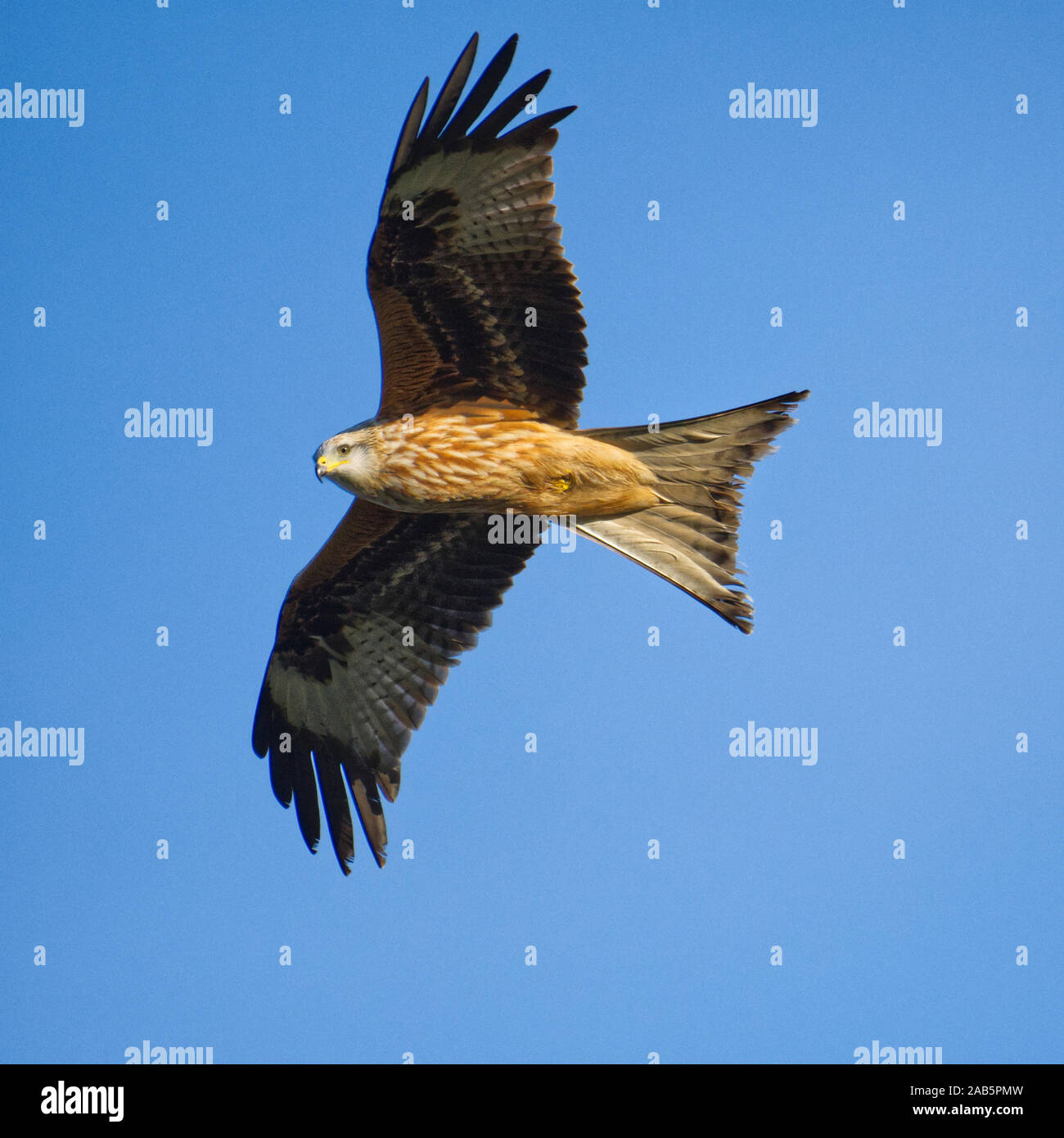 Red kite in flight landscape hi-res stock photography and images - Alamy
