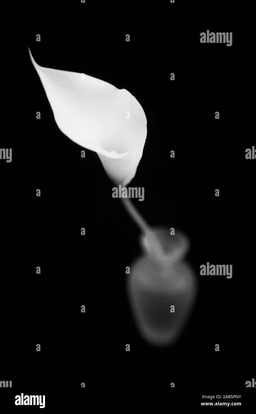 Flower vase photography Black and White Stock Photos & Images - Alamy