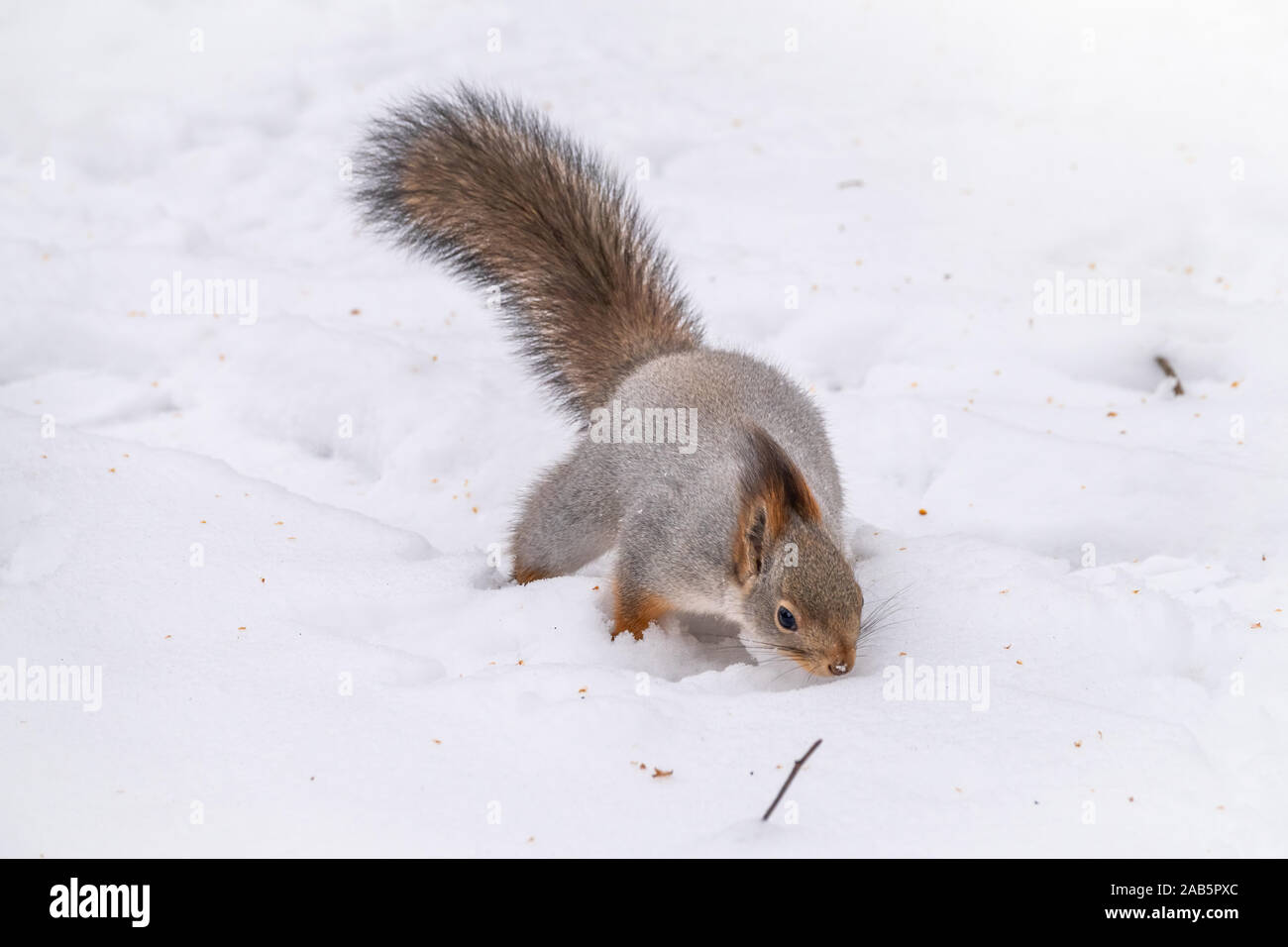 Sciurus vulgaris hides nuts hi-res stock photography and images - Alamy