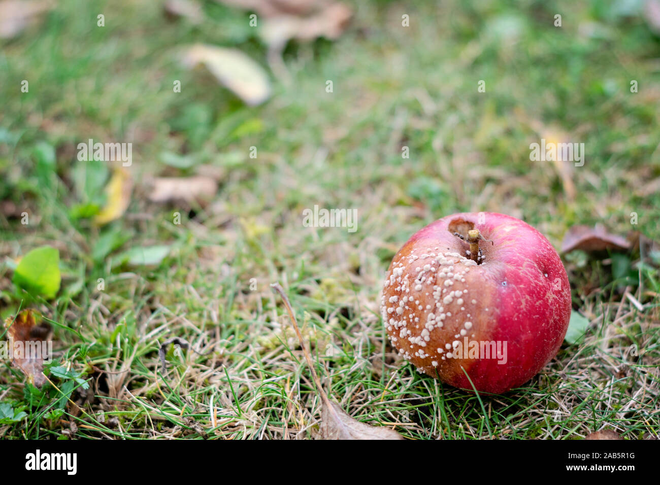 Rotted fruit hi-res stock photography and images - Alamy
