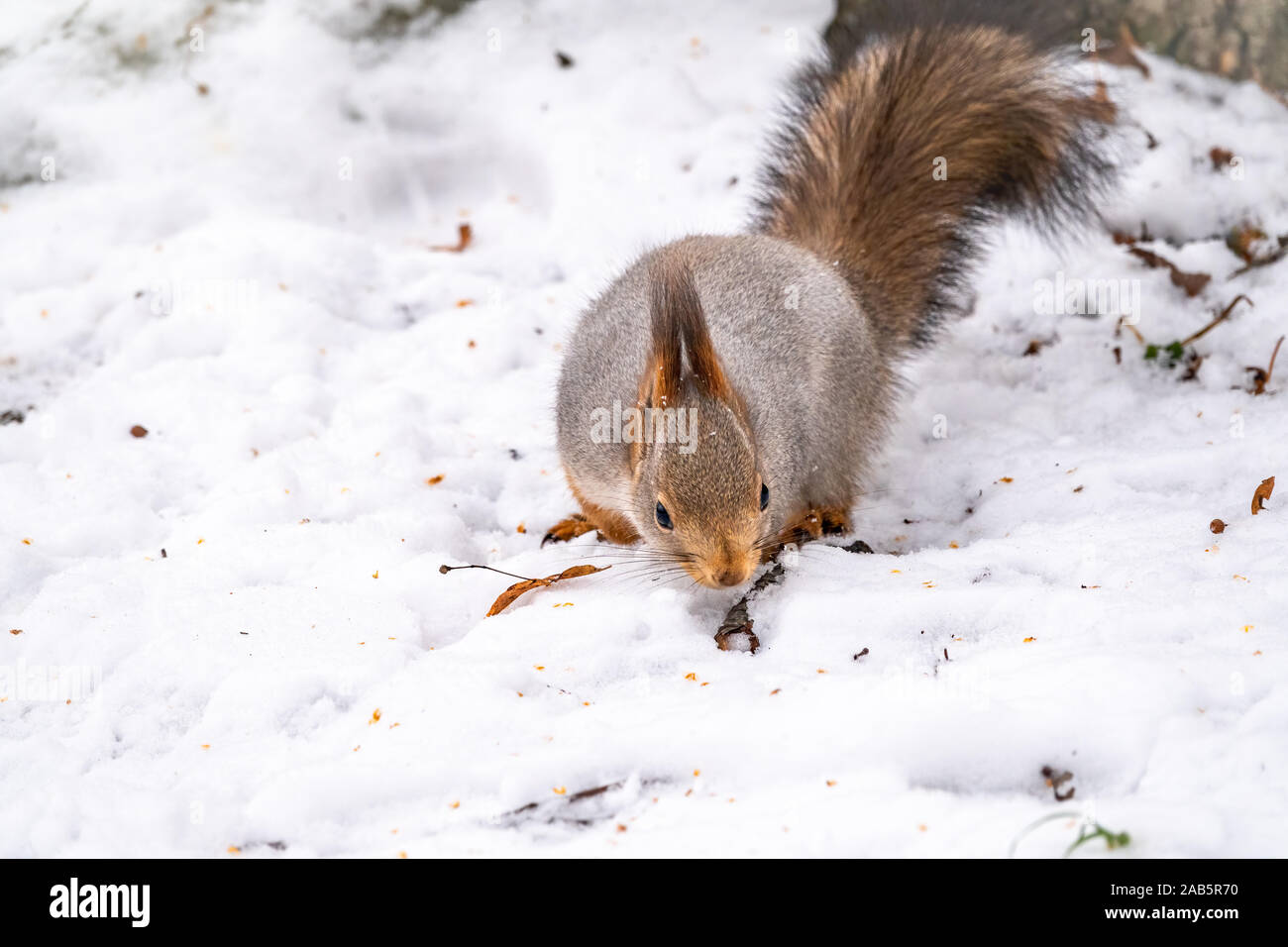 Sciurus vulgaris hides nuts hi-res stock photography and images - Alamy