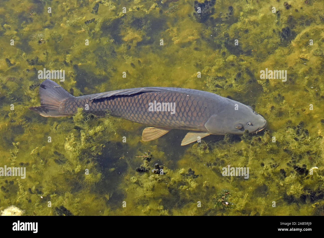 Grass carp big hi-res stock photography and images - Alamy