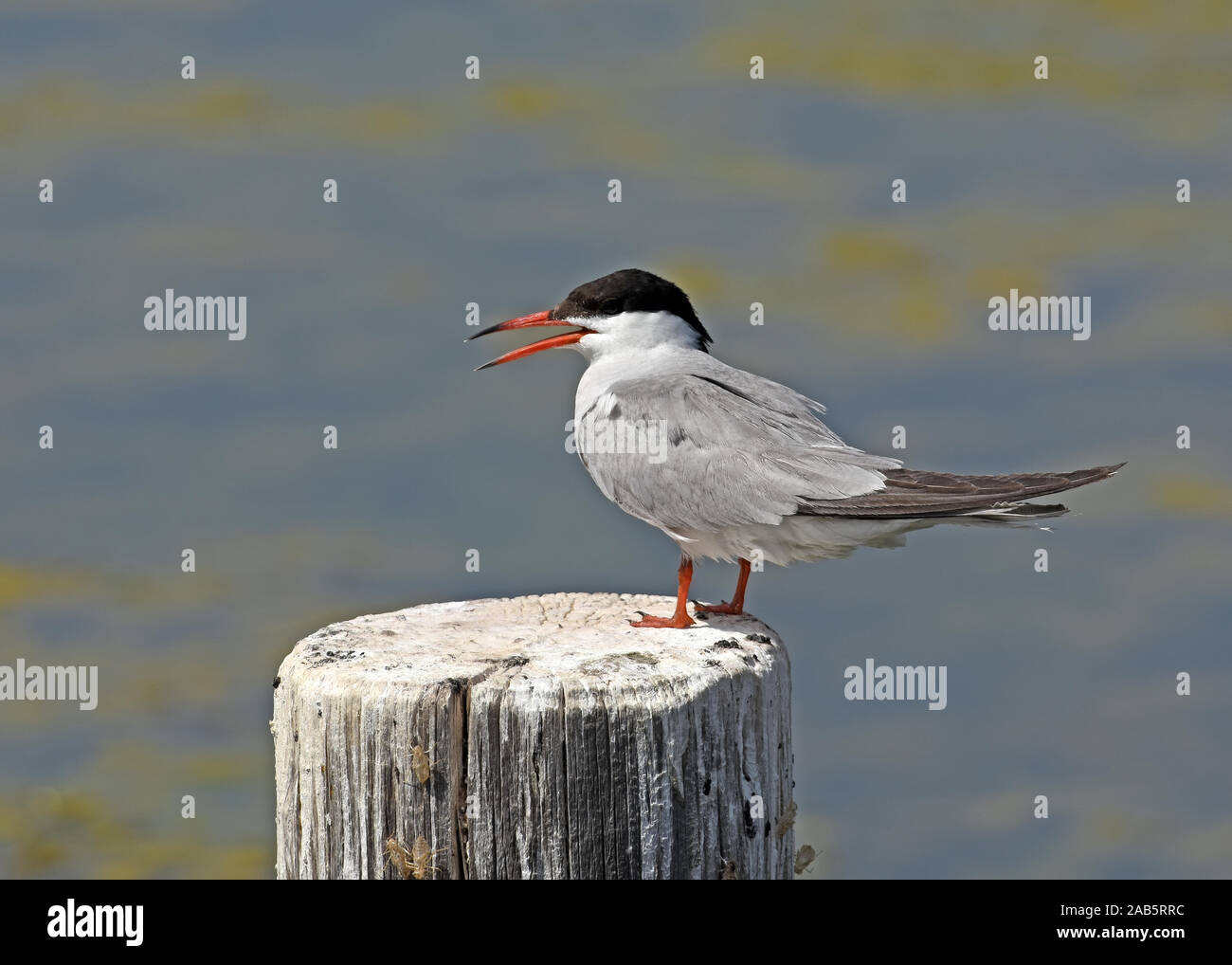 Common tern perch on a log Stock Photo - Alamy