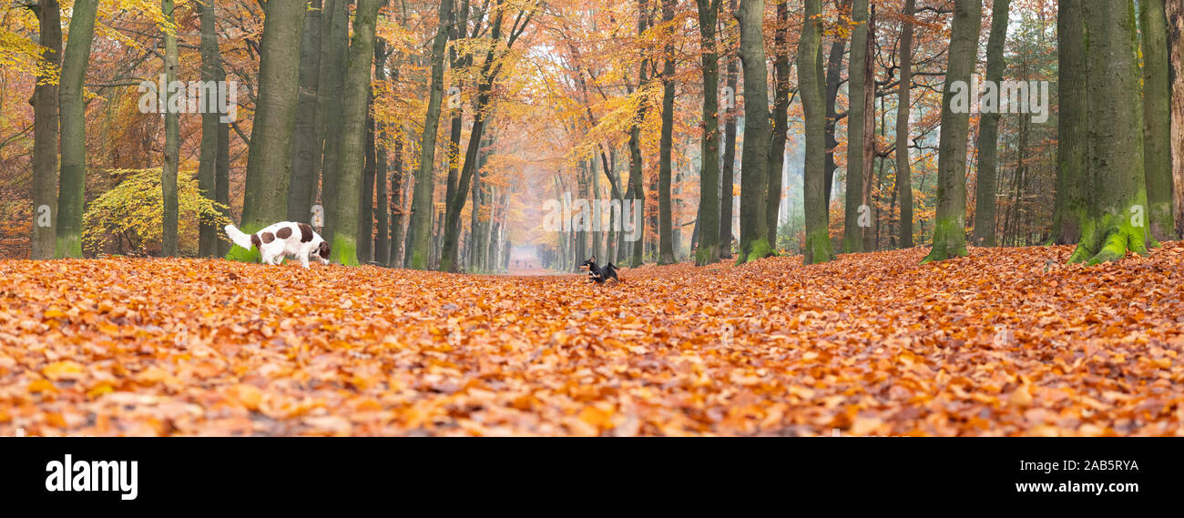dog in autumnal forest near dutch towns of zeist and utrecht in the ...
