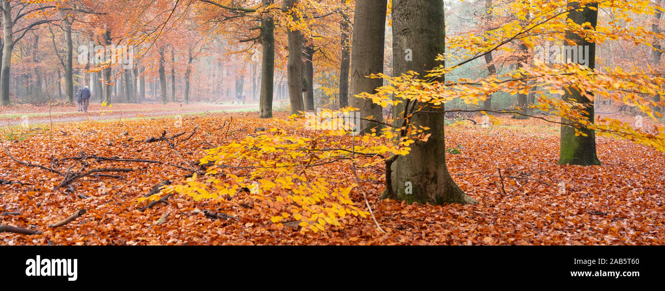 couple walks in autumnal forest near dutch towns of zeist and utrecht ...