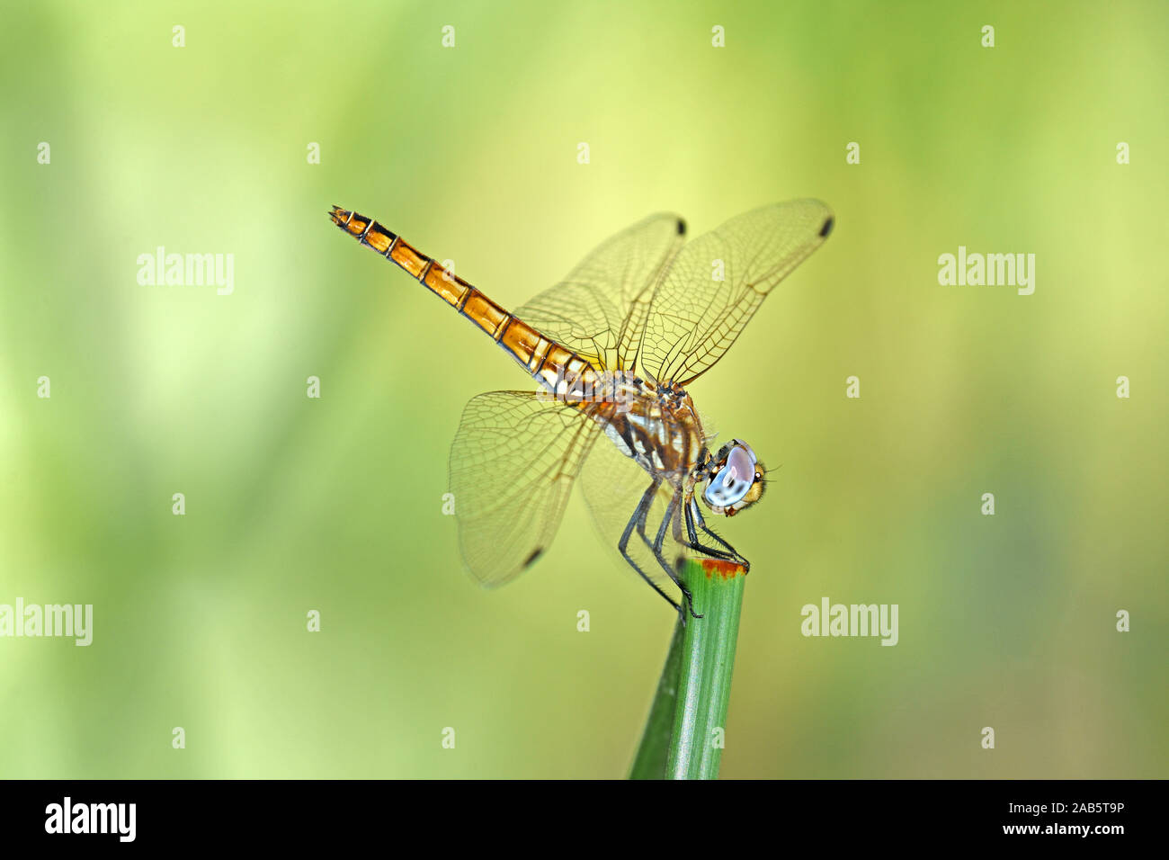 Dragonfly front and side view hi-res stock photography and images - Alamy