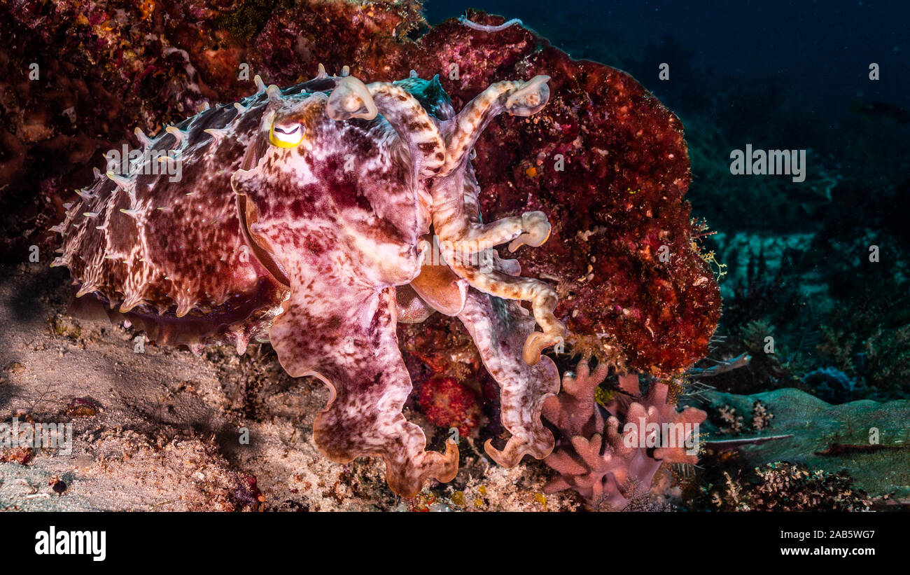 Cuttlefish in coral reef on dive in Komodo National Park Stock Photo ...