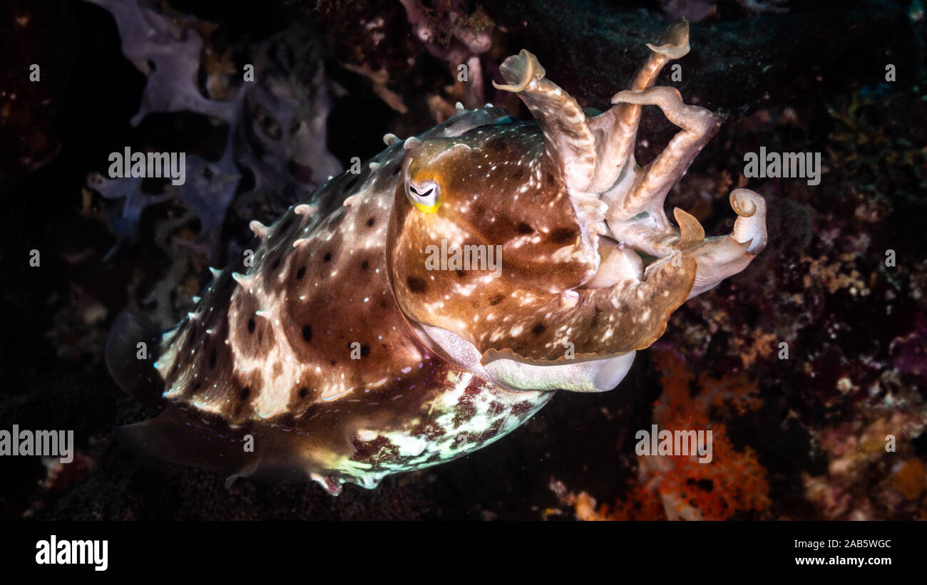 Cuttlefish in coral reef on dive in Komodo National Park Stock Photo ...