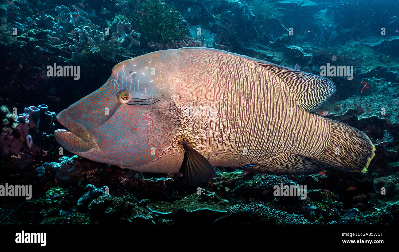 Napoleon wrasse fish hi-res stock photography and images - Alamy
