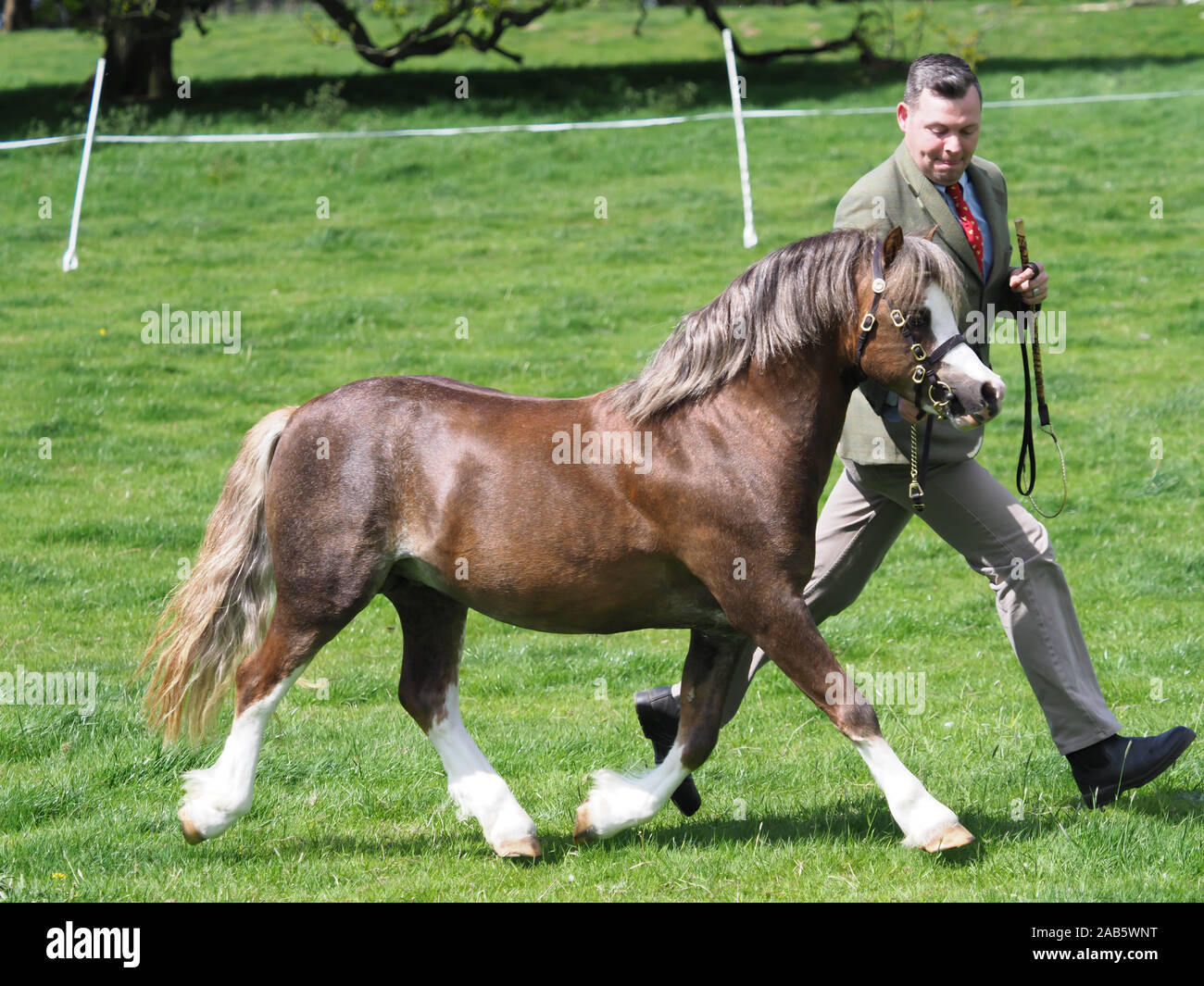 A well turned out Welsh Section A stallion trotting alongside its ...