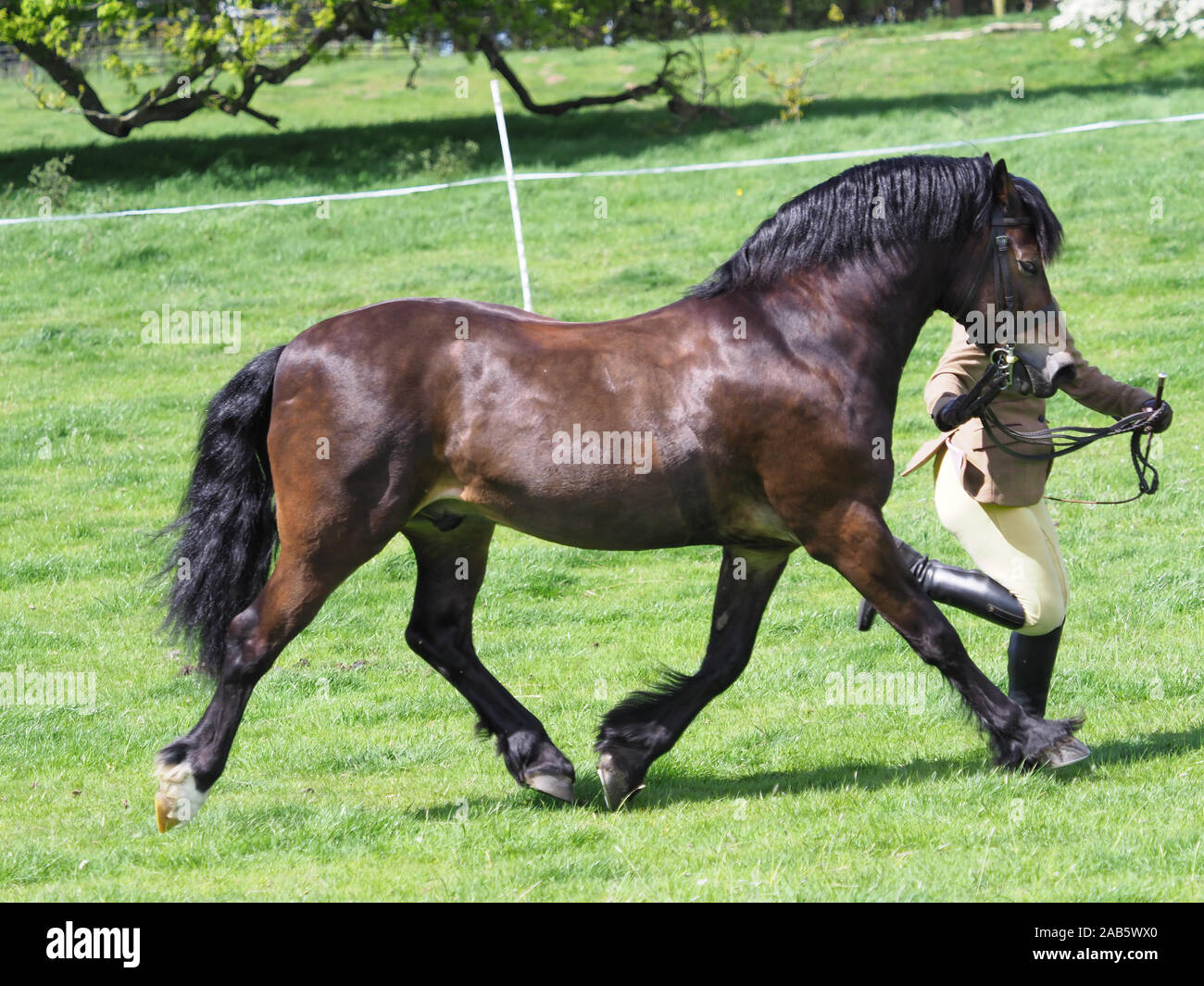 A well turned out Welsh Section A stallion trotting alongside its ...
