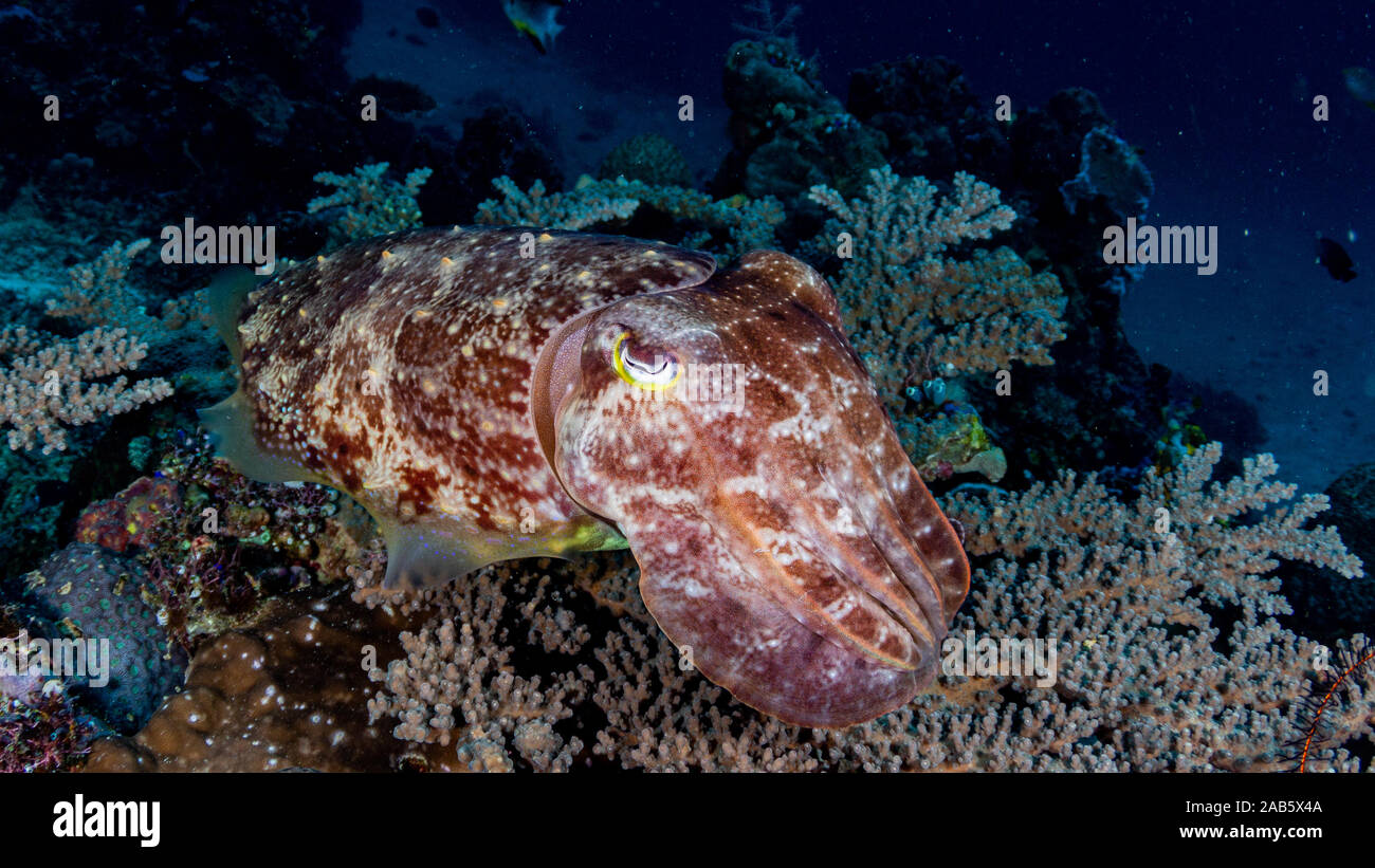 Cuttlefish in coral reef on dive in Komodo National Park Stock Photo ...