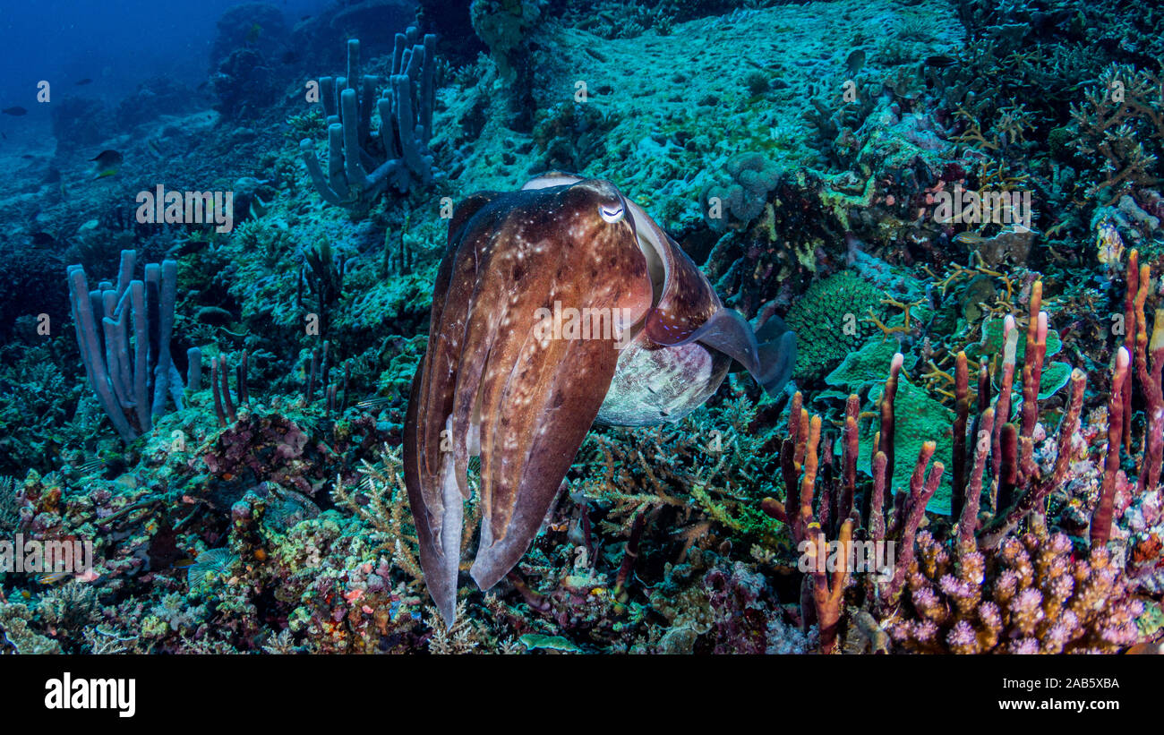 Cuttlefish in coral reef on dive in Komodo National Park Stock Photo ...