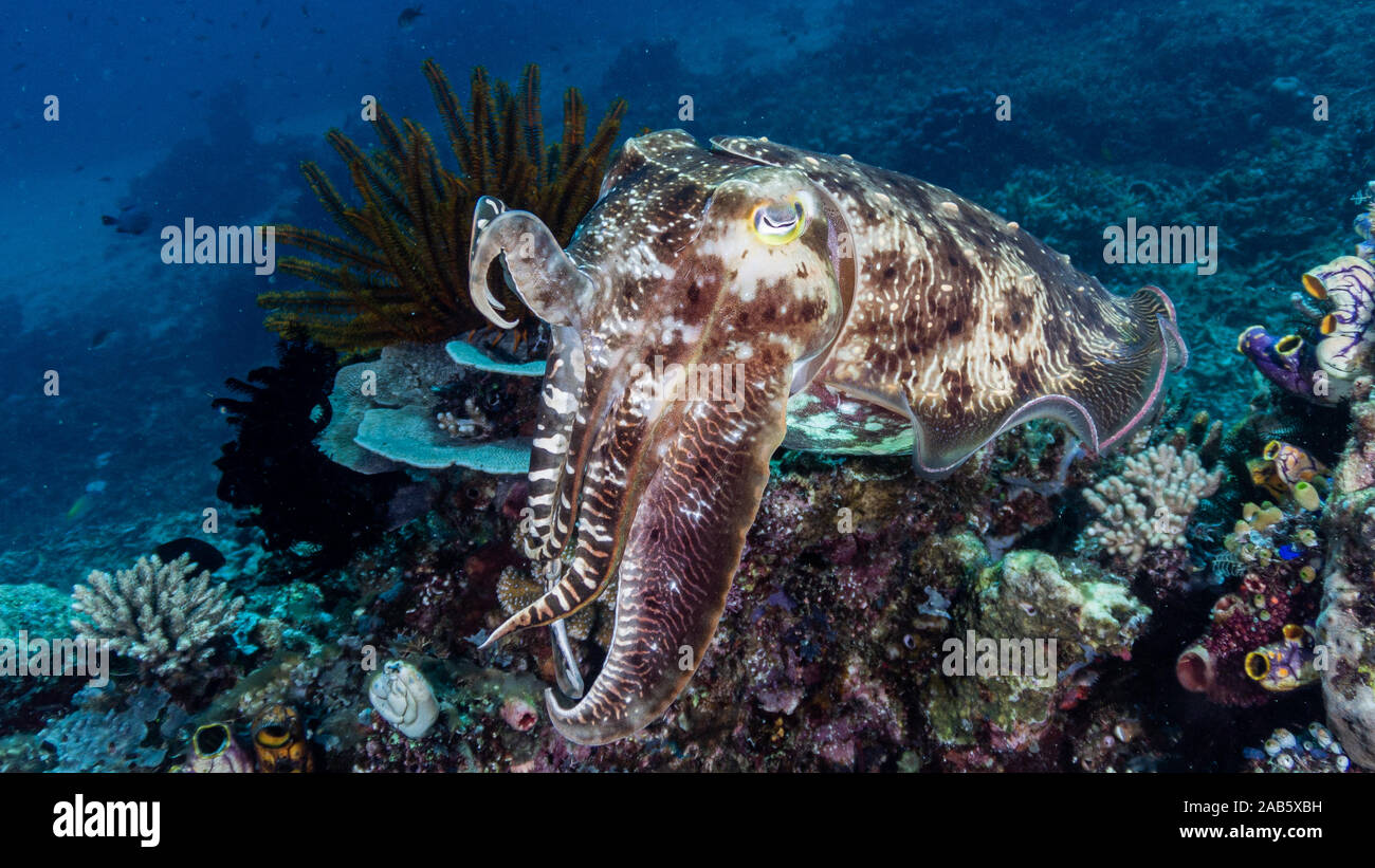 Flores komodo national park hi-res stock photography and images - Alamy