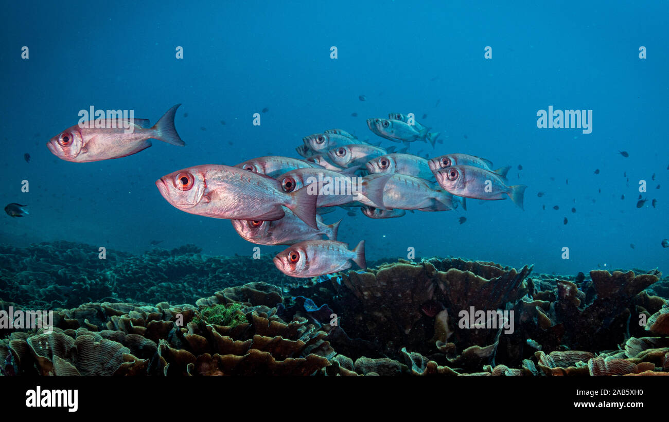 School of fish on dive in Komodo National Park, Indonesia Stock Photo ...