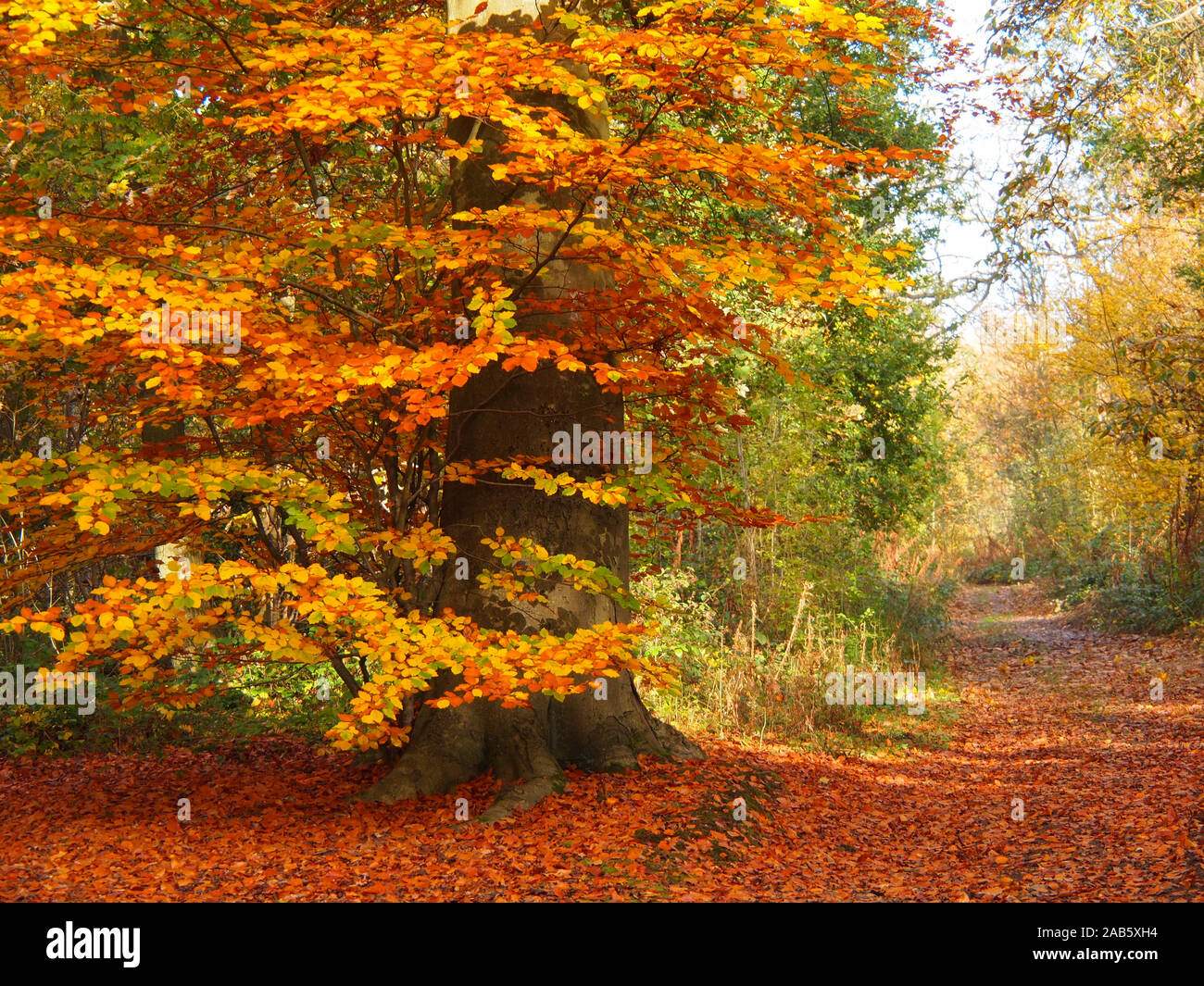 Litter strewn path hi-res stock photography and images - Alamy