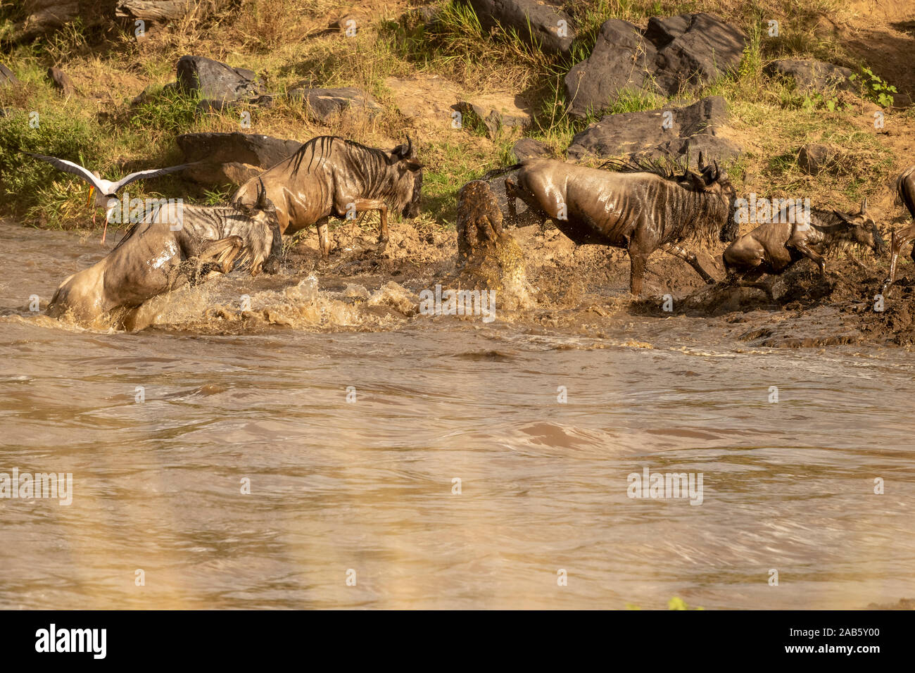 Blue Wildebeest (Common or White-bearded Wildebeest) Connochaetes ...