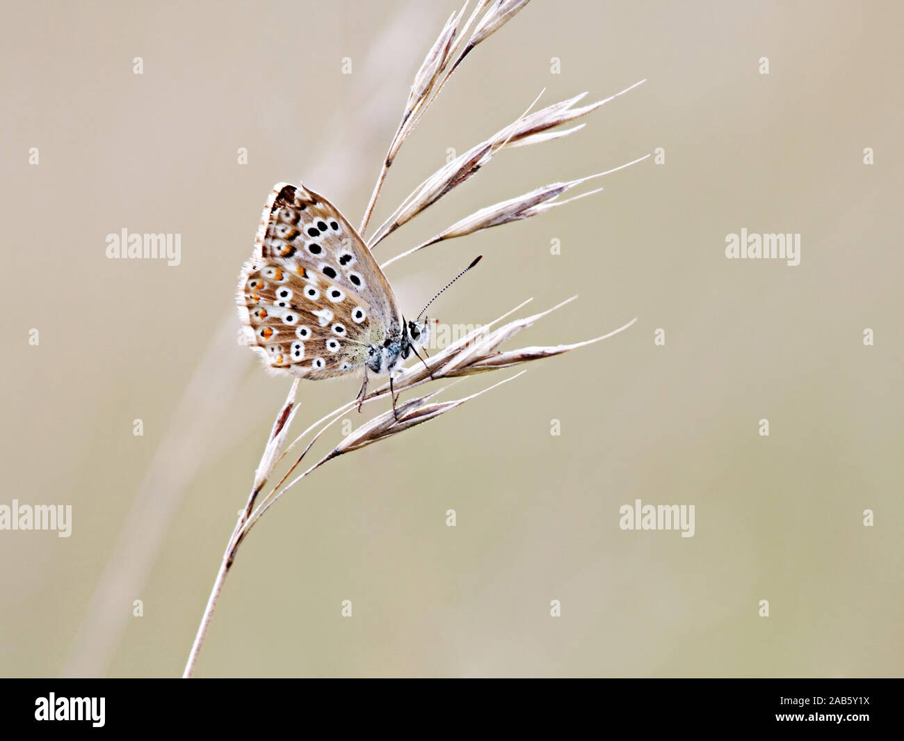 A photography of a beautiful little butterfly Stock Photo - Alamy