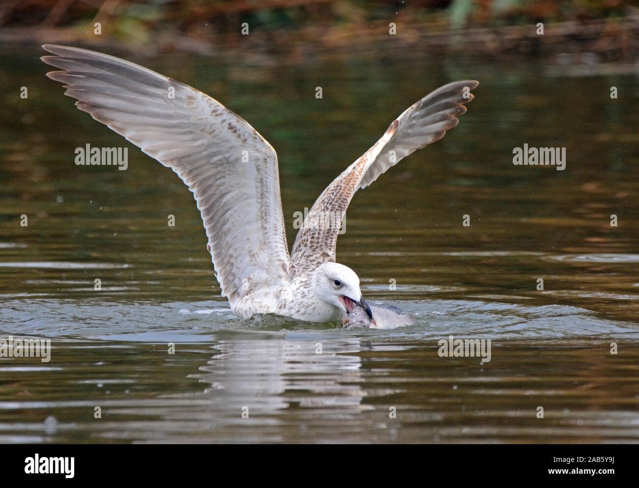Seagull eat fish in water Stock Photo - Alamy