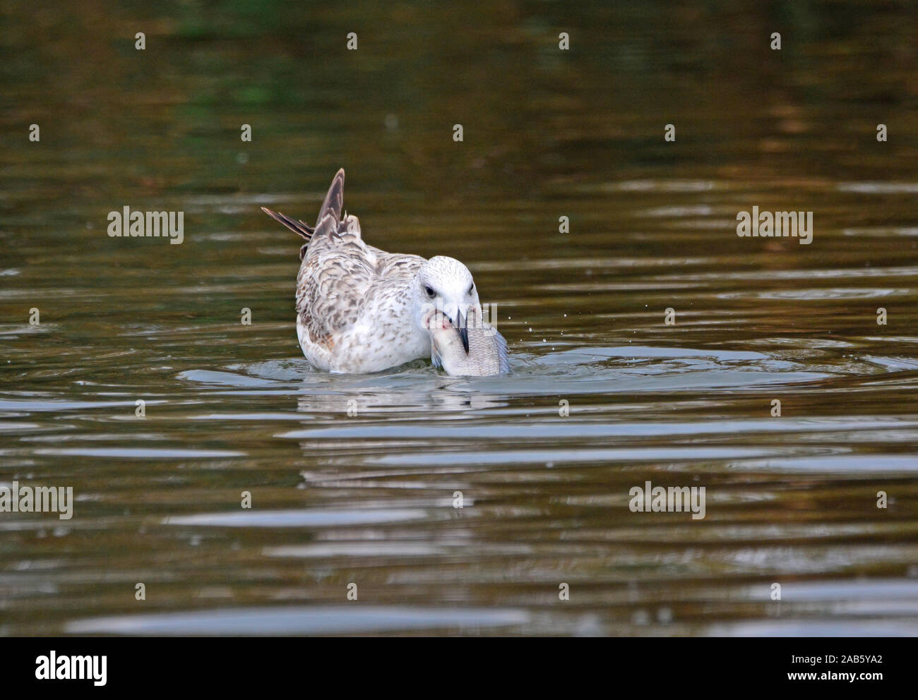Seagull eat fish in water Stock Photo - Alamy