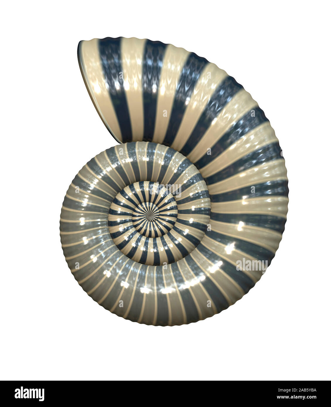 An illustration of a high detailed sea shell Stock Photo - Alamy